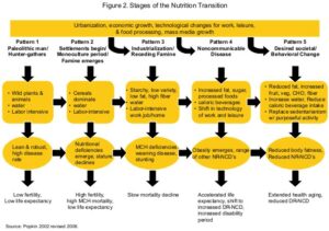 What is the Nutrition Transition? | Nutrition Transition Program